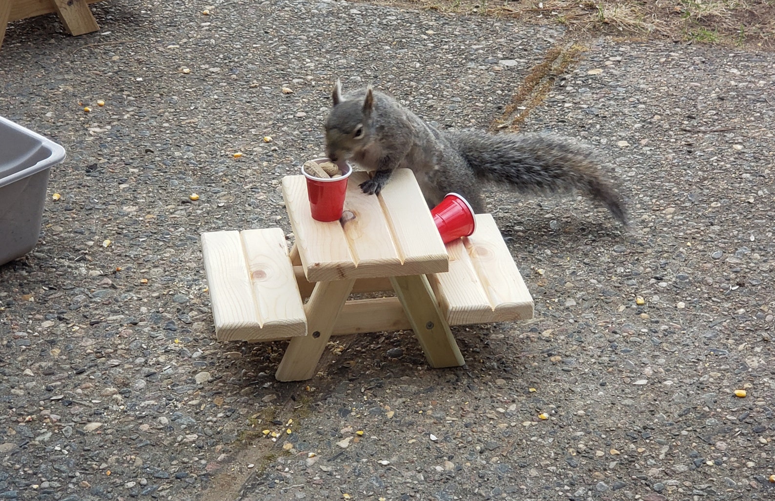 Squirrel Picnic Table Feeder - Etsy