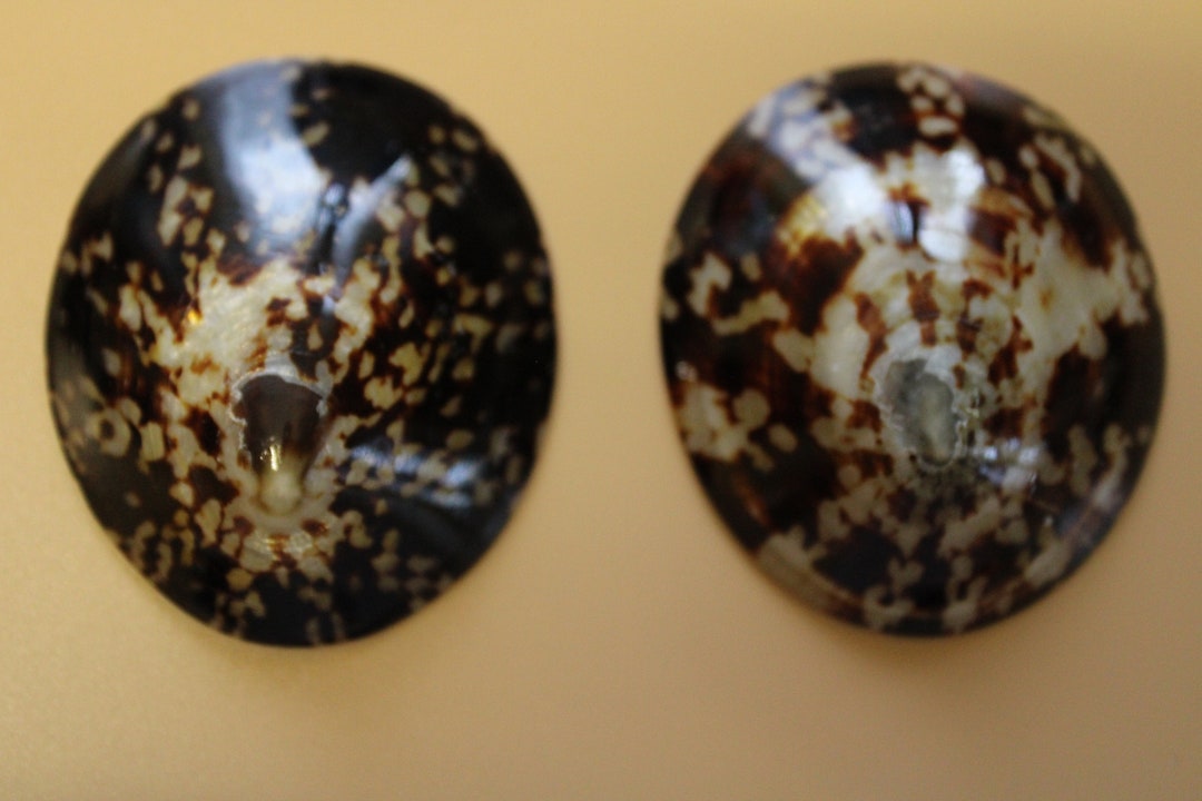 Natural Nursing Shells - Etsy