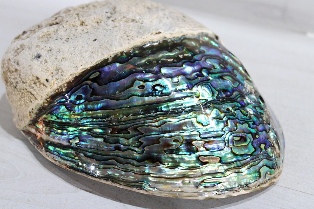 Semi-polished Abalone Paua Abalone - Etsy