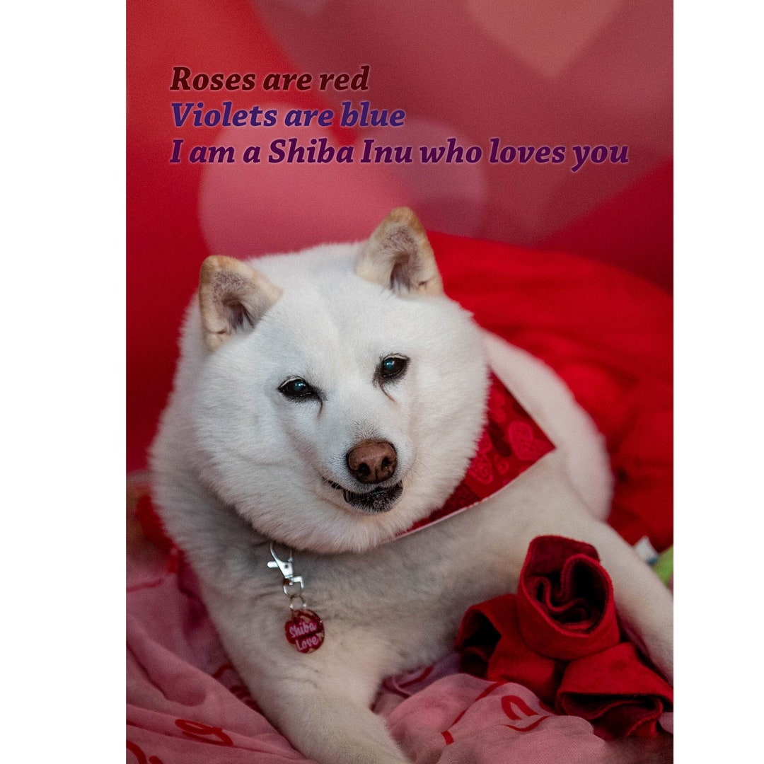 A Shiba Inu Who Loves You - Valentine's Day Greeting Card - Etsy