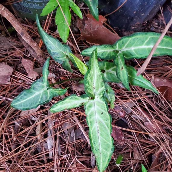 Syngonium Angustatum Podophyllum Arrowhead Vine Outdoor & Gardening ...