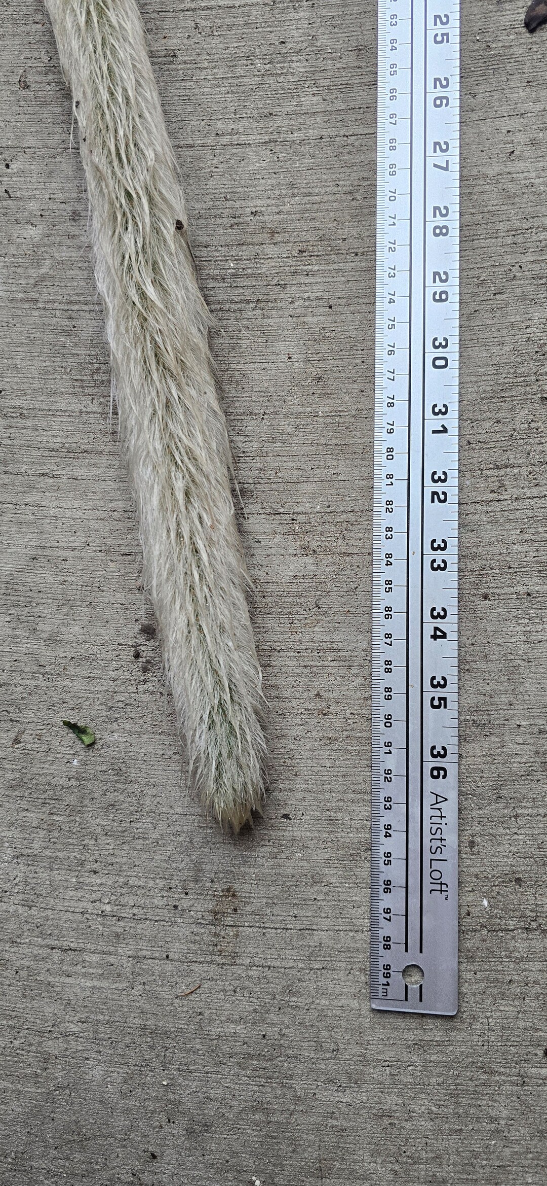 Thick Monkey Tail Cactus Fresh Cuttings. More Than 36 Inches Long and ...