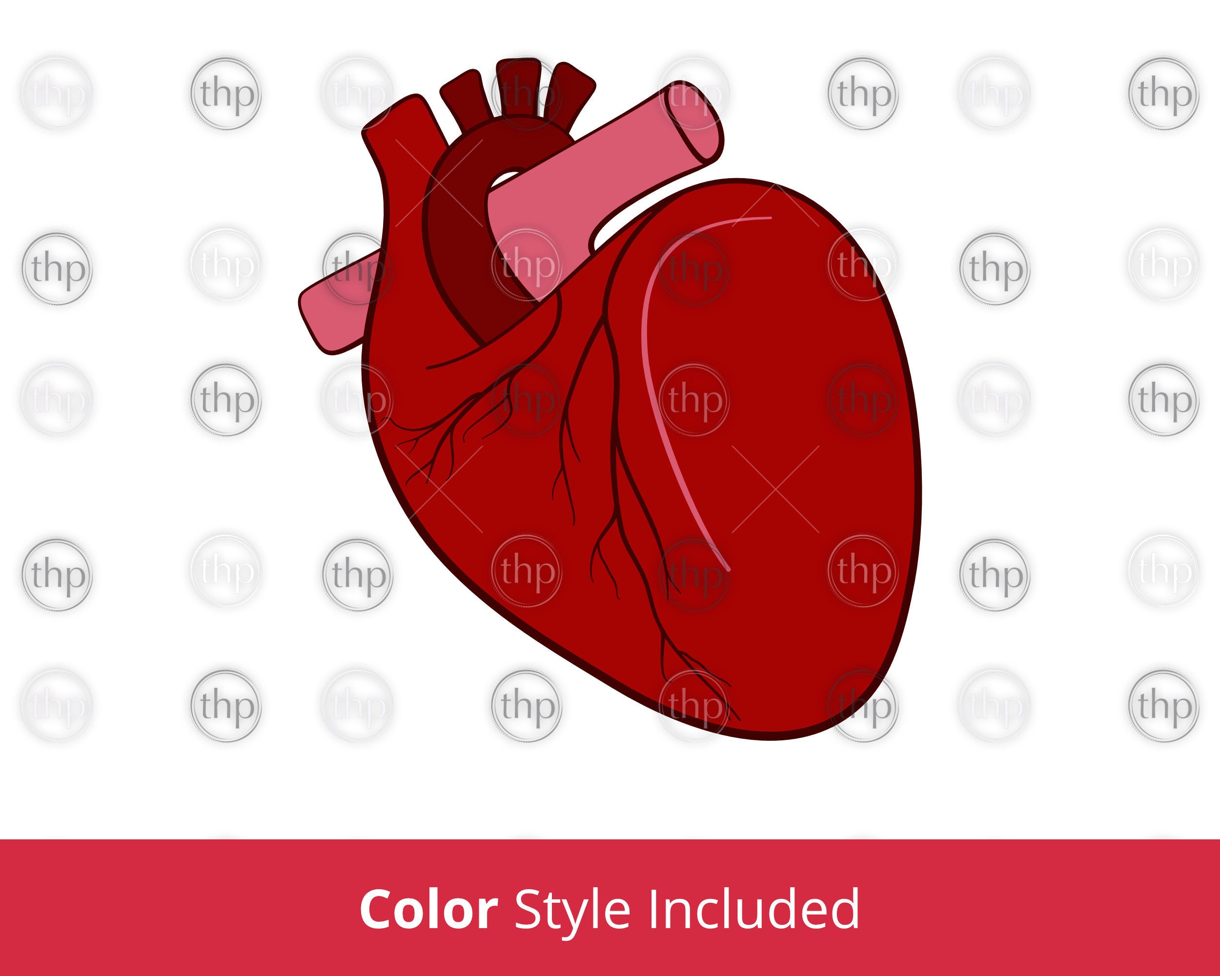 Human Heart SVG EPS PNG Heart Svg Anatomical Heart Svg - Etsy