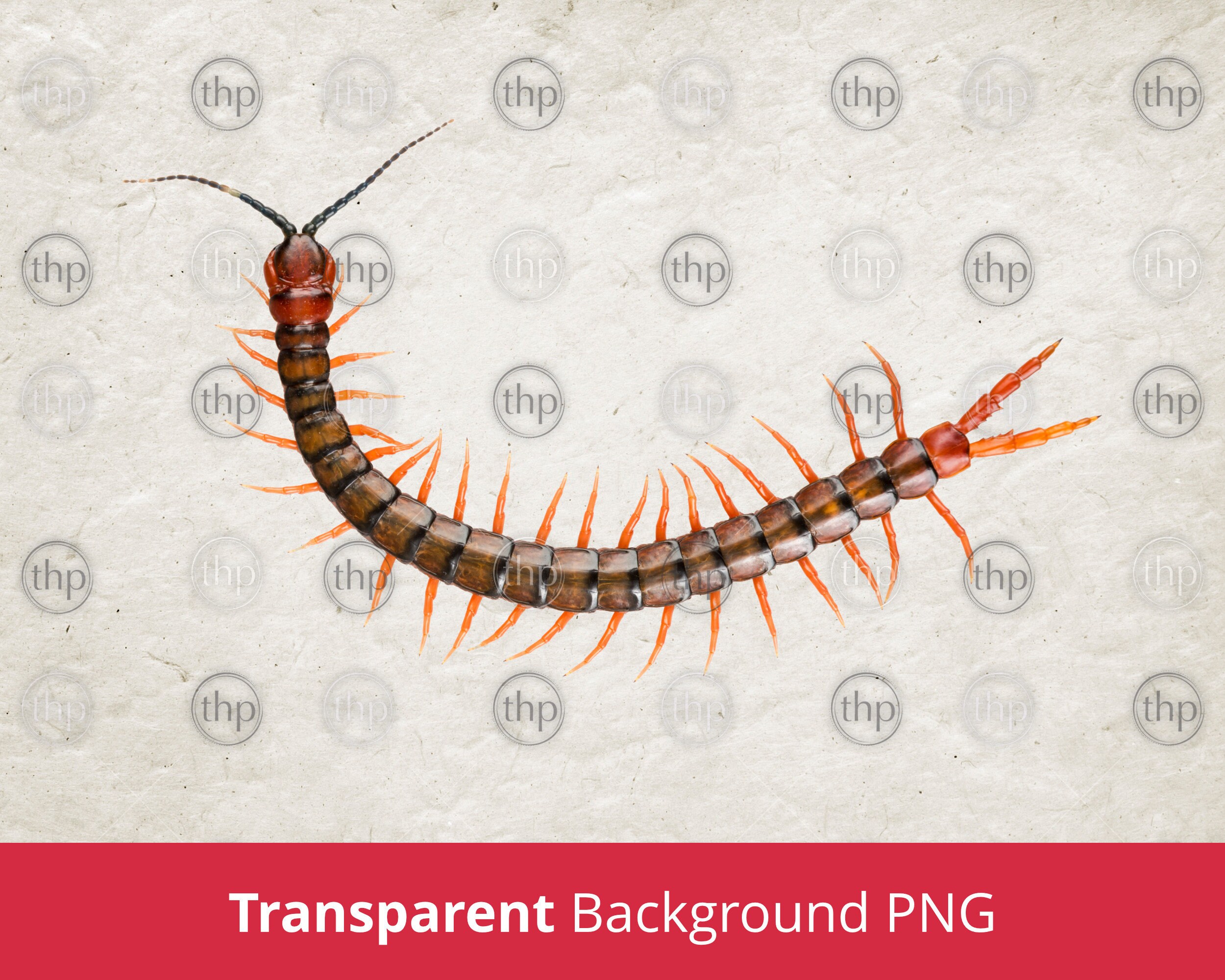 Centipede PNG Millipede Png Bugs Png Insects Png - Etsy Canada