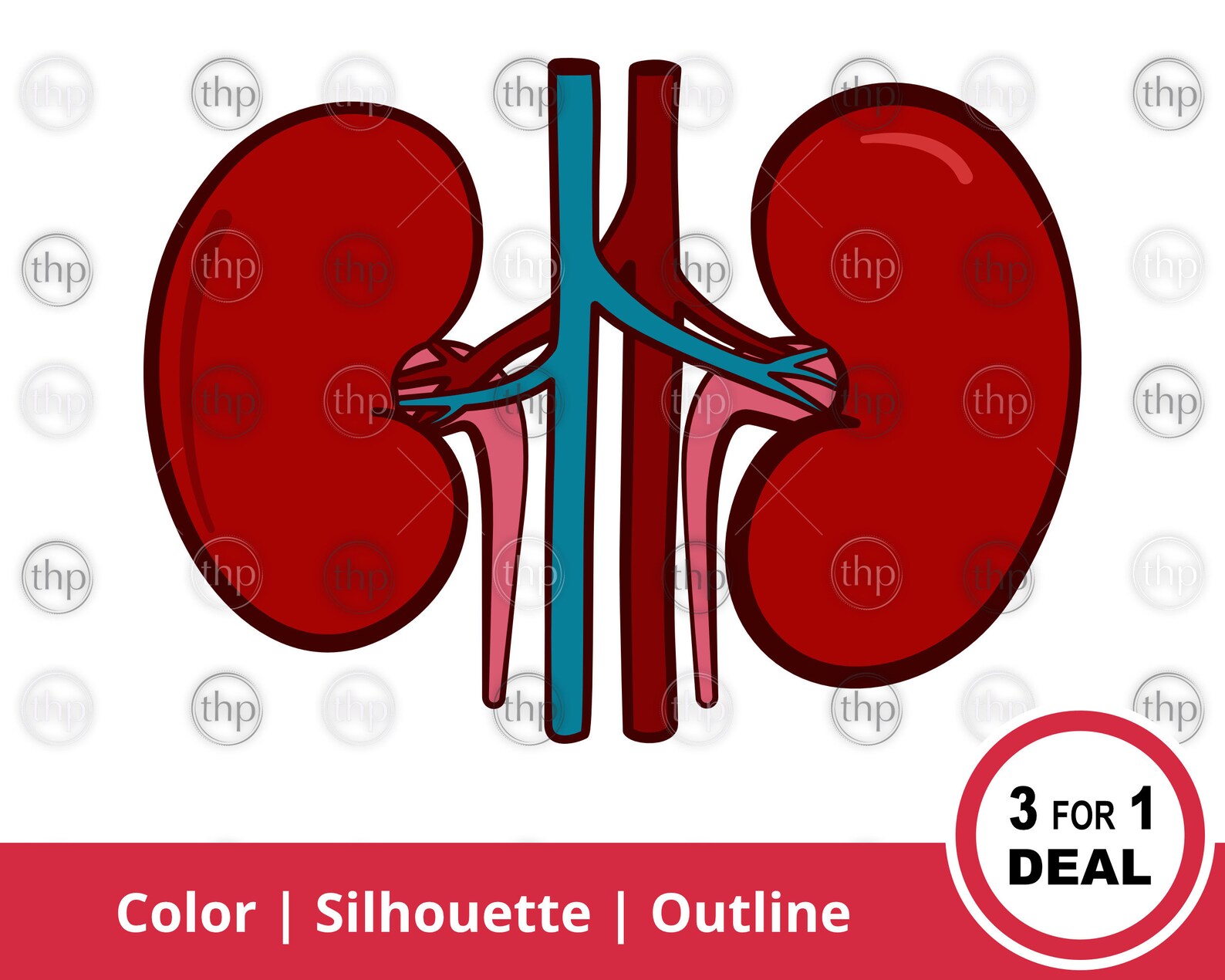 Kidney SVG Kidney Donor Svg Anatomical Kidneys Svg Organ - Etsy