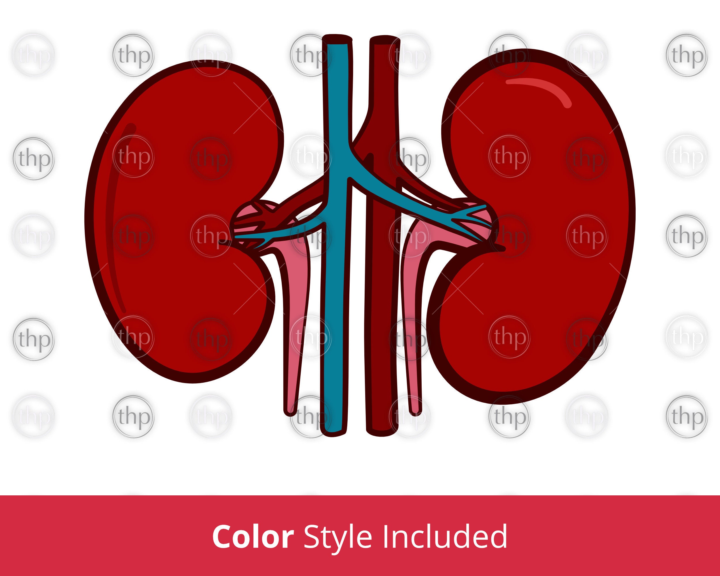 Kidney SVG Kidney Donor Svg Anatomical Kidneys Svg Organ - Etsy Canada
