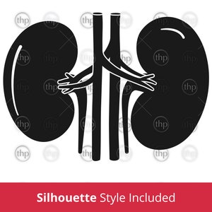 Rein SVG - Svg de donneur de rein, Svg de reins anatomiques, Svg d ...