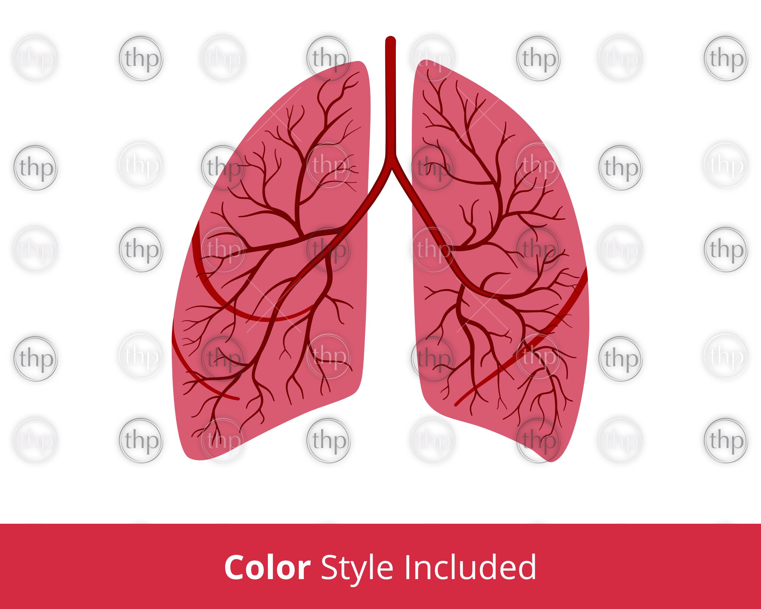 Lungs SVG Human Lungs Svg Anatomical Lungs Svg Organ Svg | Etsy