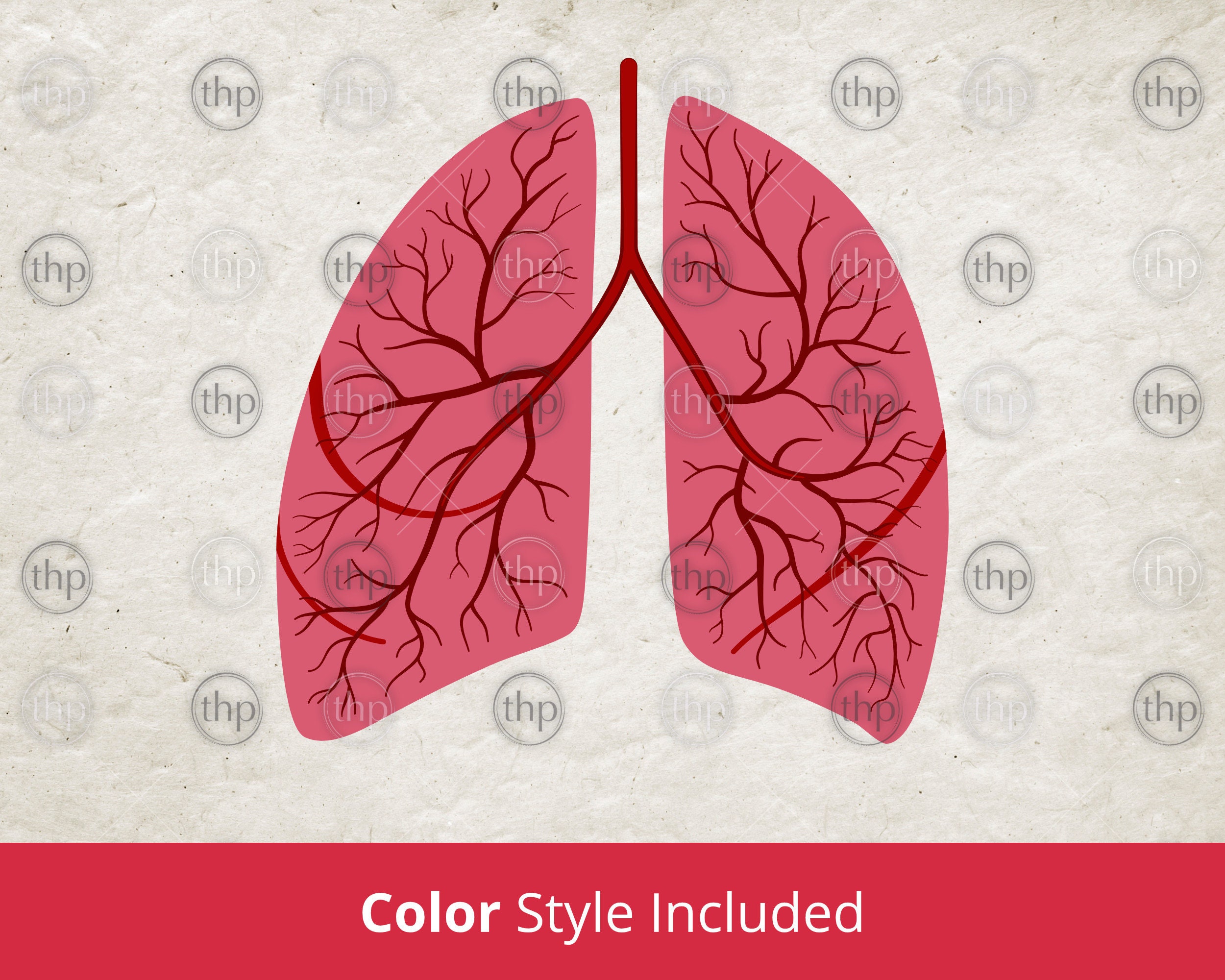 Lungs SVG Human Lungs Svg Anatomical Lungs Svg Organ Svg | Etsy