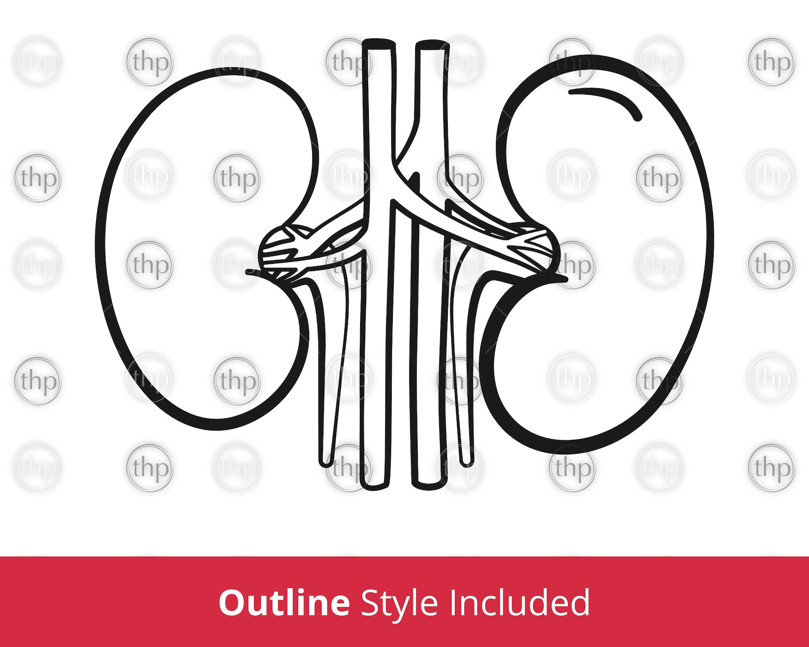 Kidney SVG Kidney Donor Svg Anatomical Kidneys Svg Organ - Etsy UK