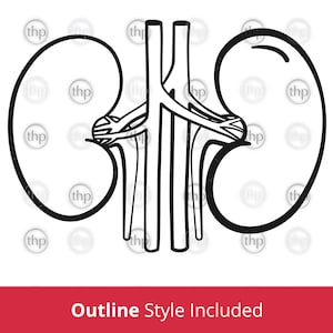 Rein SVG - Svg de donneur de rein, Svg de reins anatomiques, Svg d ...