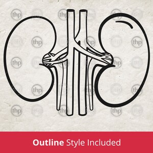 Kidney SVG - Kidney Donor Svg, Anatomical Kidneys Svg, Organ Svg ...