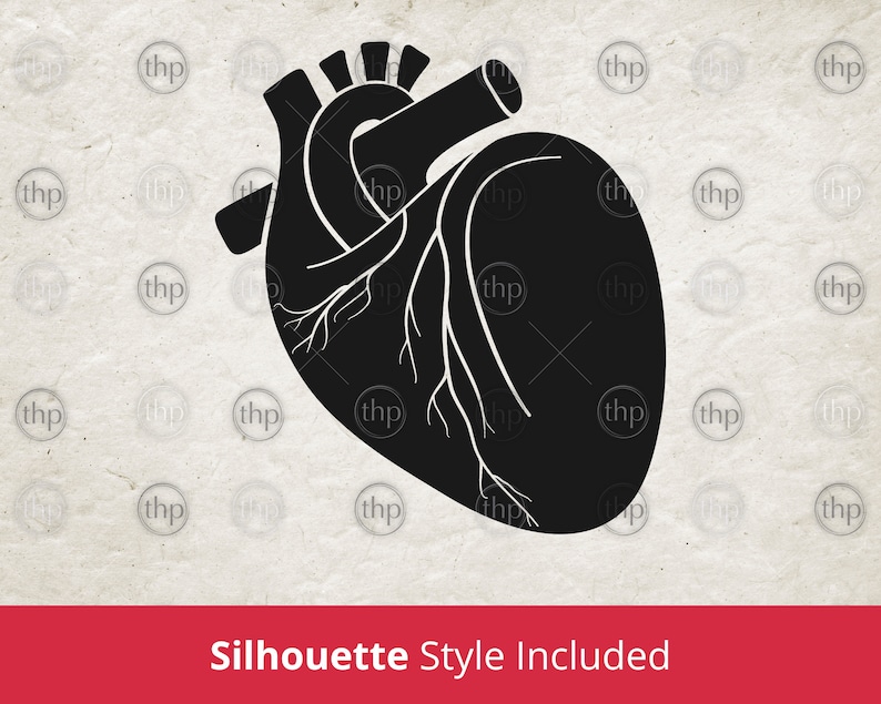 Human Heart SVG EPS PNG Heart Svg Anatomical Heart Svg - Etsy