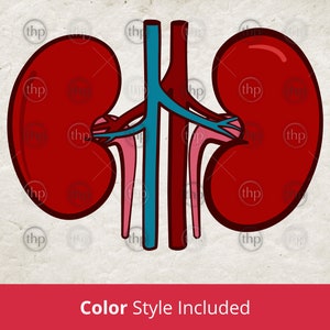 Rein SVG - Svg de donneur de rein, Svg de reins anatomiques, Svg d ...