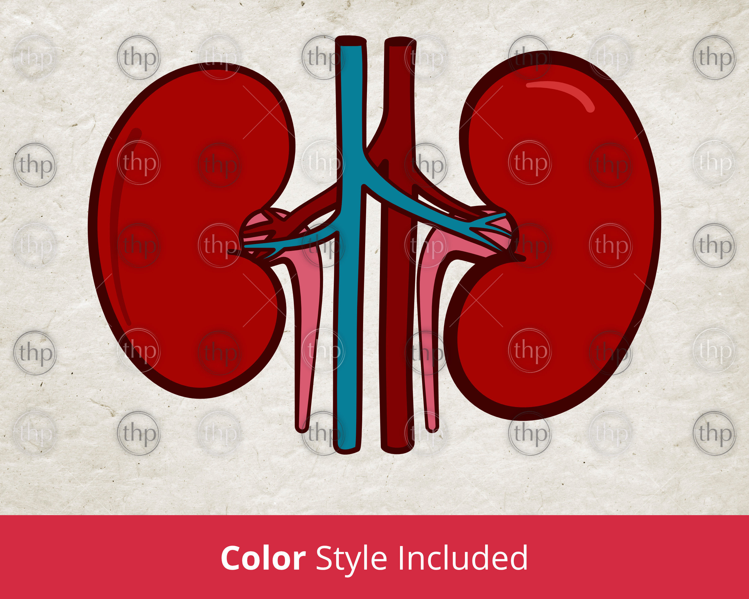 Kidney SVG Kidney Donor Svg Anatomical Kidneys Svg Organ - Etsy UK