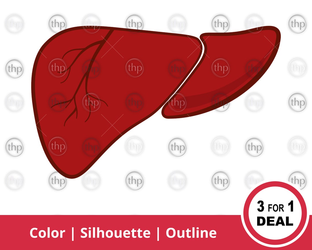 Anatomical Liver SVG: Human Organ Clipart, Med School (digital Download ...