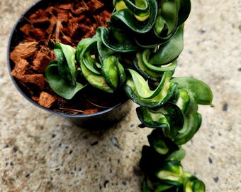 Hoya Compacta Variegated “mauna Loa” in 3”pots - Rare Hoya - Wax Plant ...