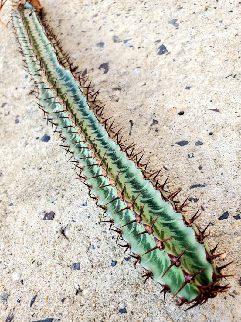 Euphorbia Confinalis Ssp. Rhodesia - Etsy