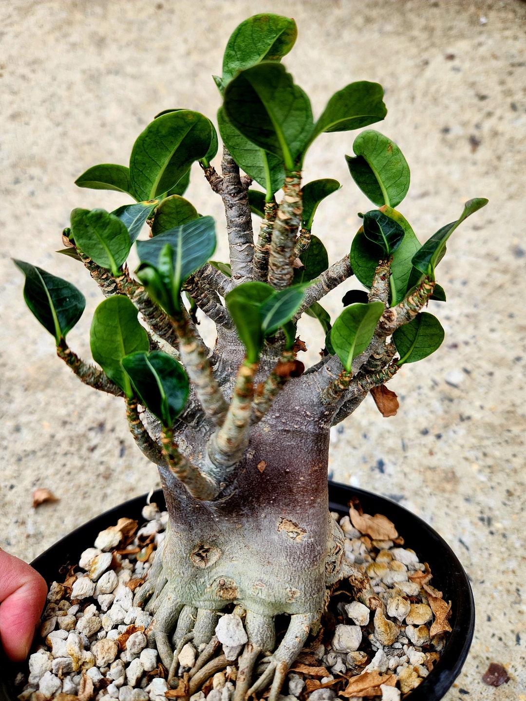 Adenium Arabicum Godji - Etsy