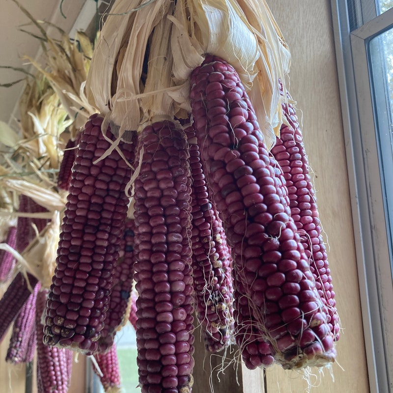 Heirloom Corn - Etsy