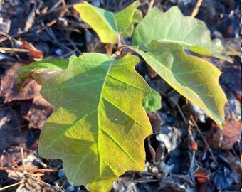 Northern Red Oak Tree - Etsy