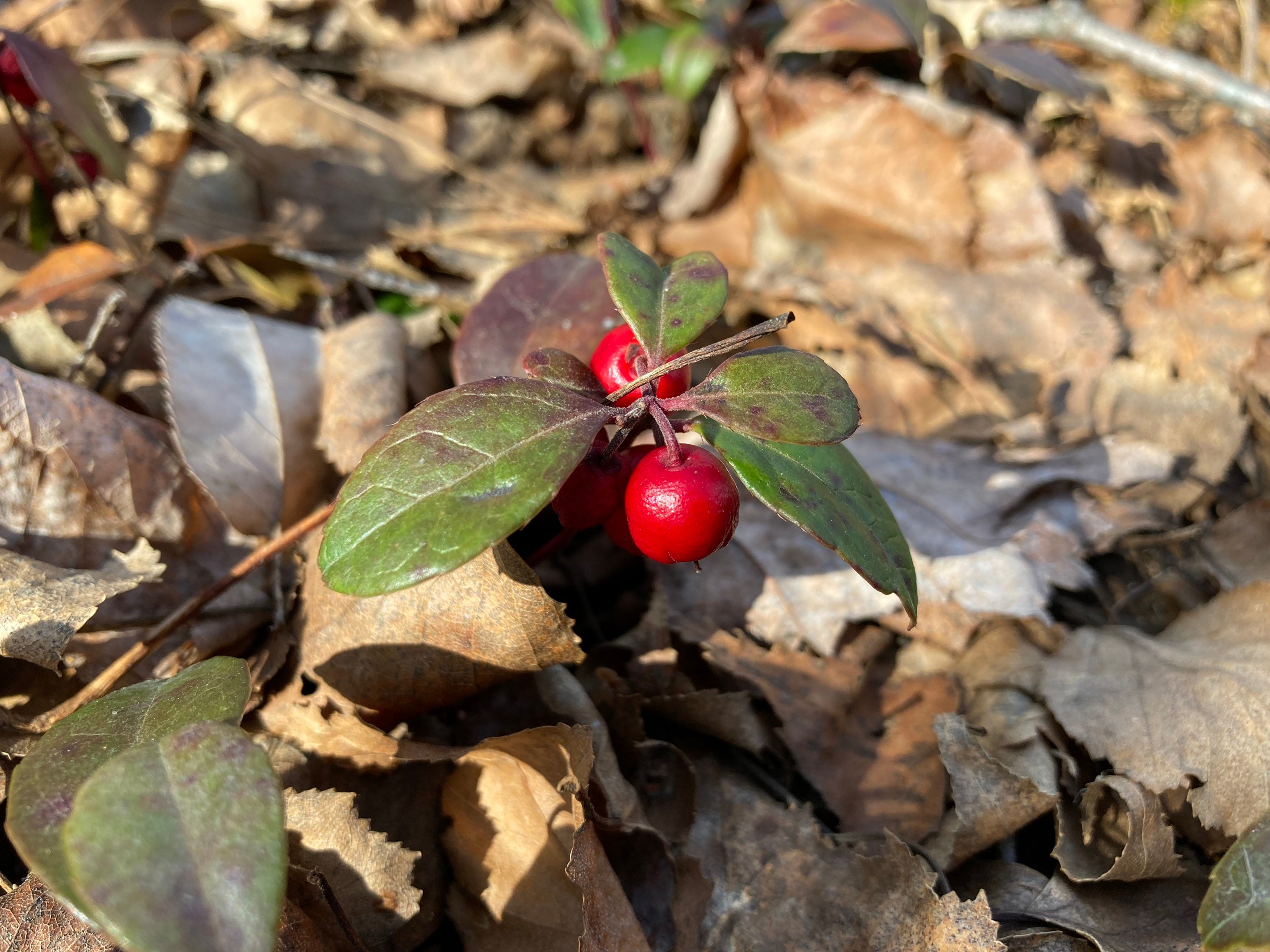 Wintergreen Teaberry Live Plants - Etsy