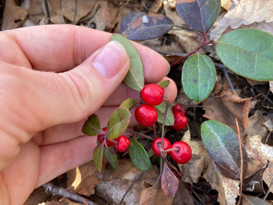 Wintergreen Teaberry Live Plants - Etsy