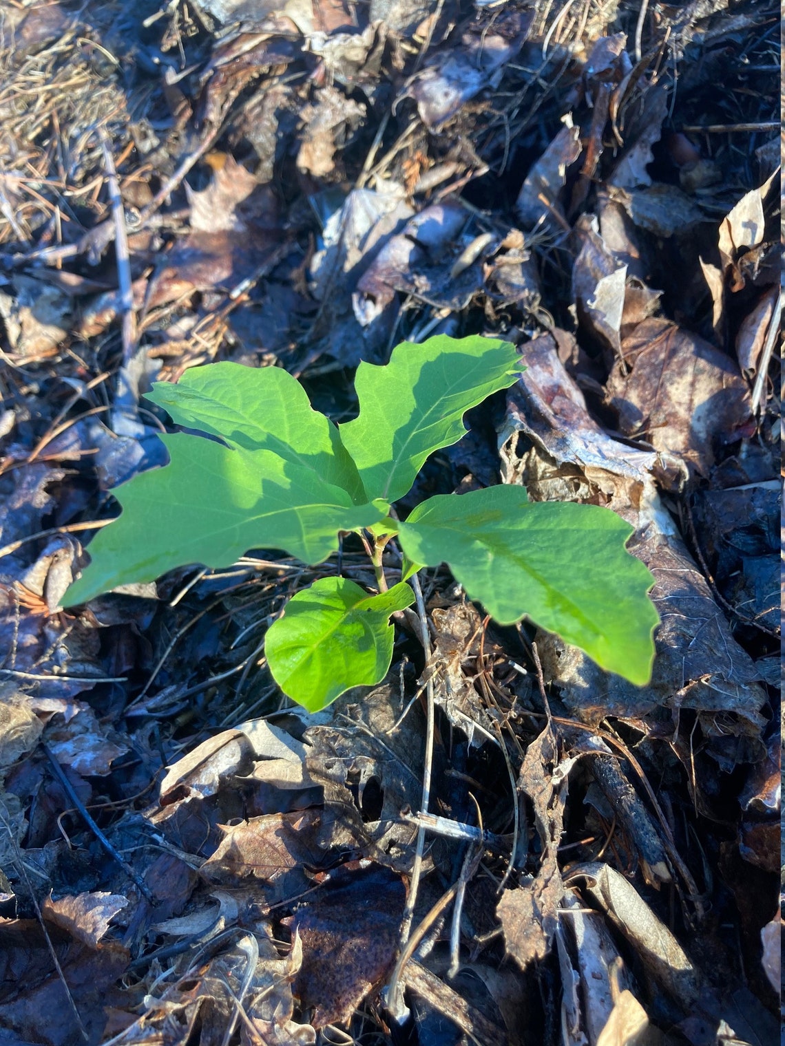 Northern Red Oak Tree Sapling - Etsy