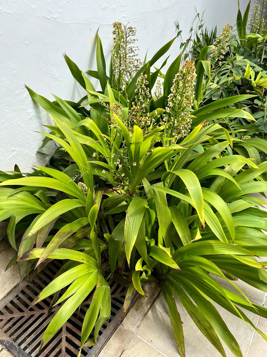 RARE Palm Tails - Xiphidium Caeruleum 6” - Etsy