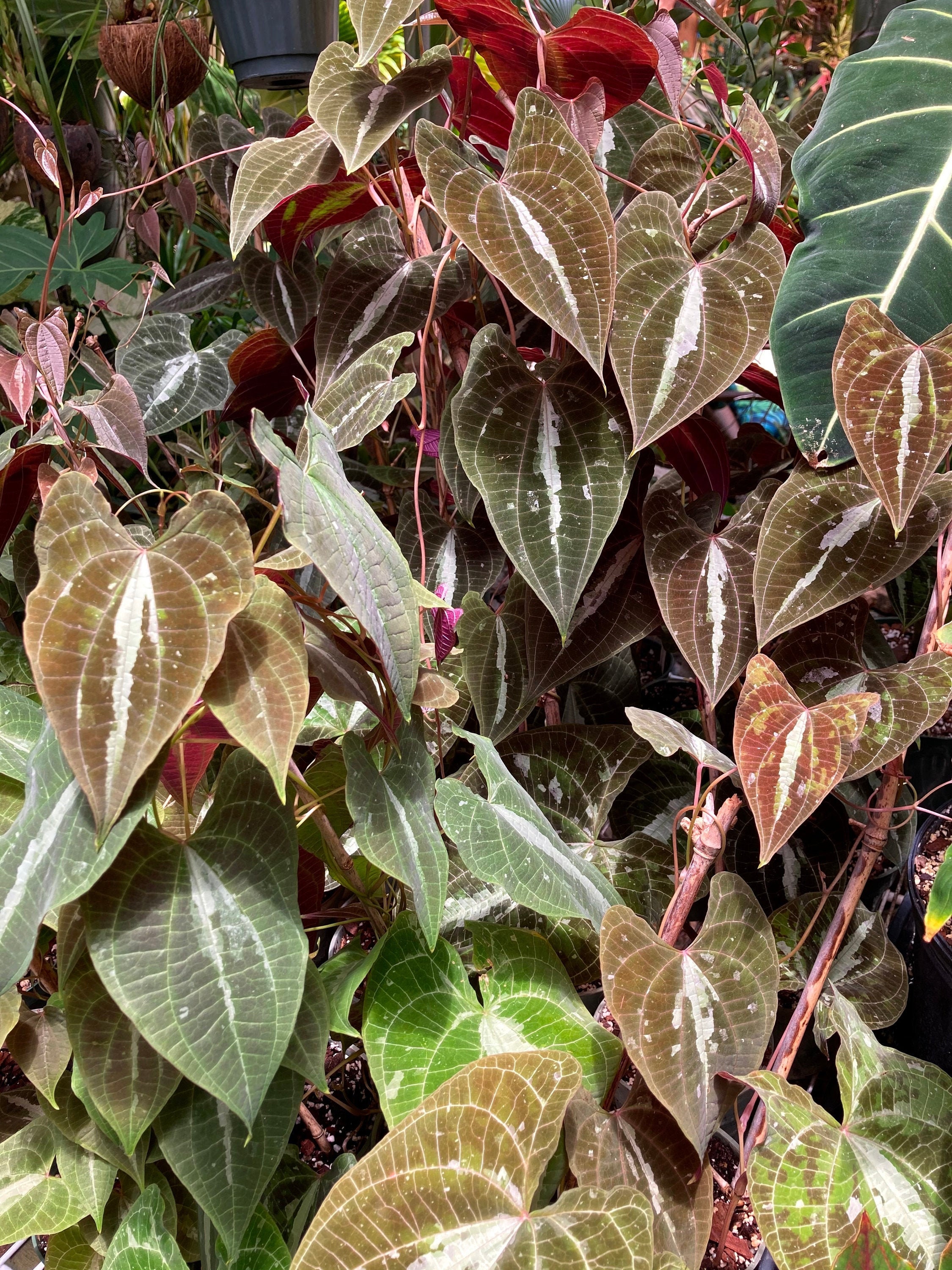 Dioscorea discolor / dodecaneura Large Full Plants | Etsy