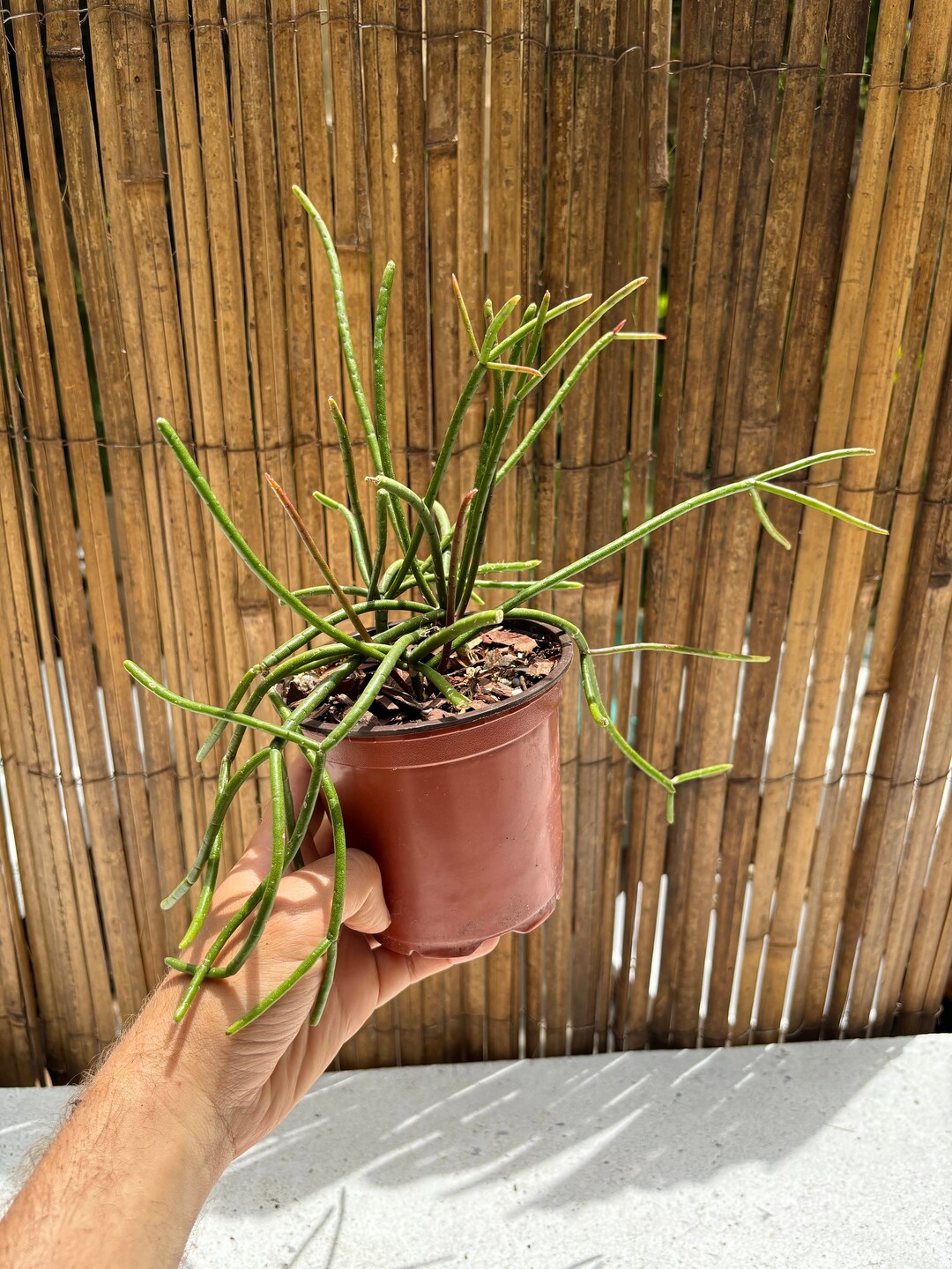 Rhipsalis Baccifera Ssp. Mauritiana ferrari 4 - Etsy