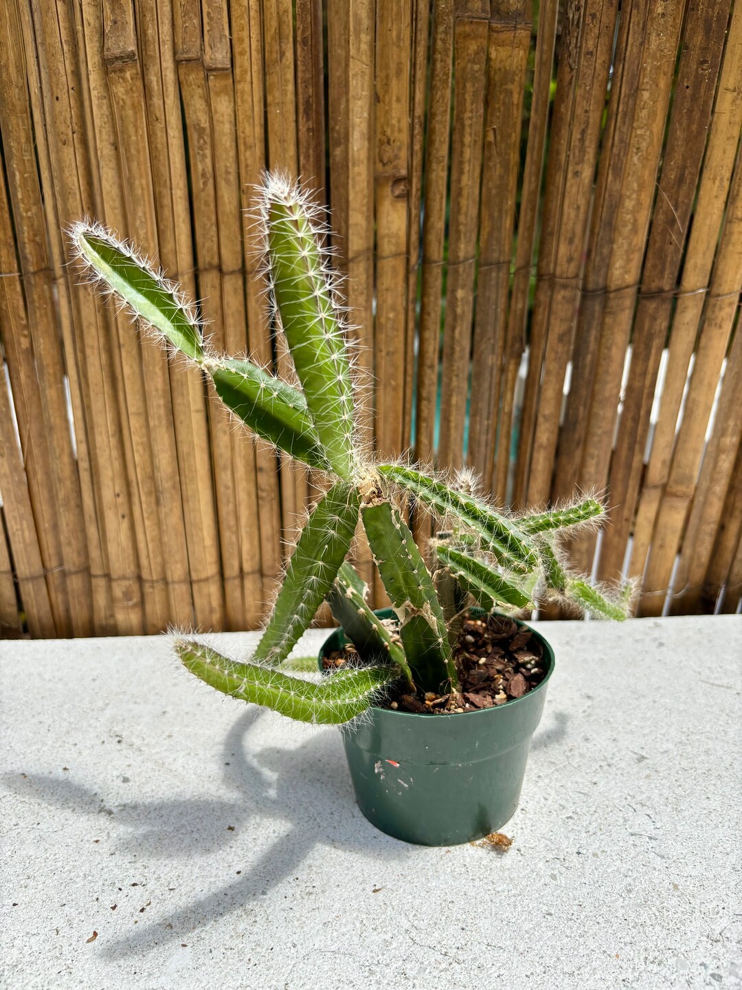 Dog Tail Cactus Deamia Testudo 4 - Etsy