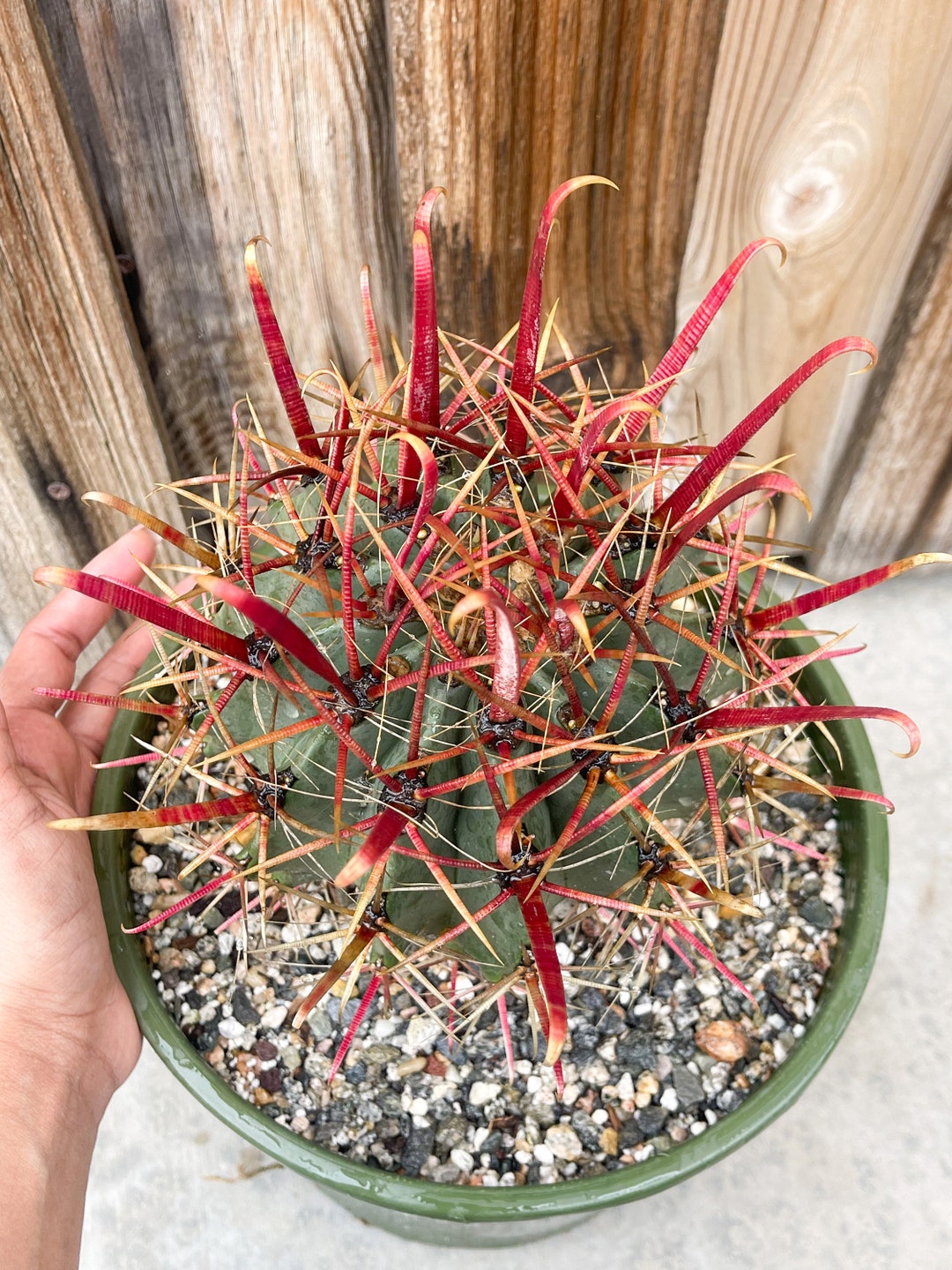 Ferocactus Gracilis Coloratus Red Barrel Cactus Rare Cactus Live Plant ...