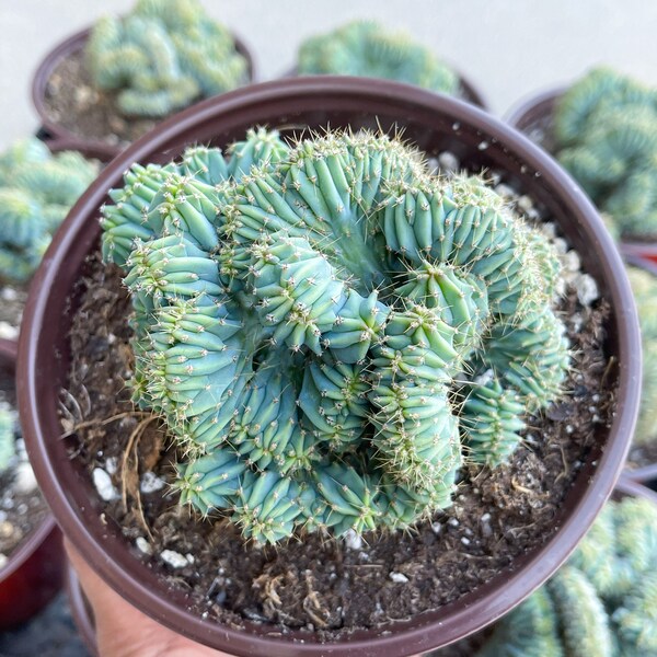 Blue Crested Cactus - Etsy