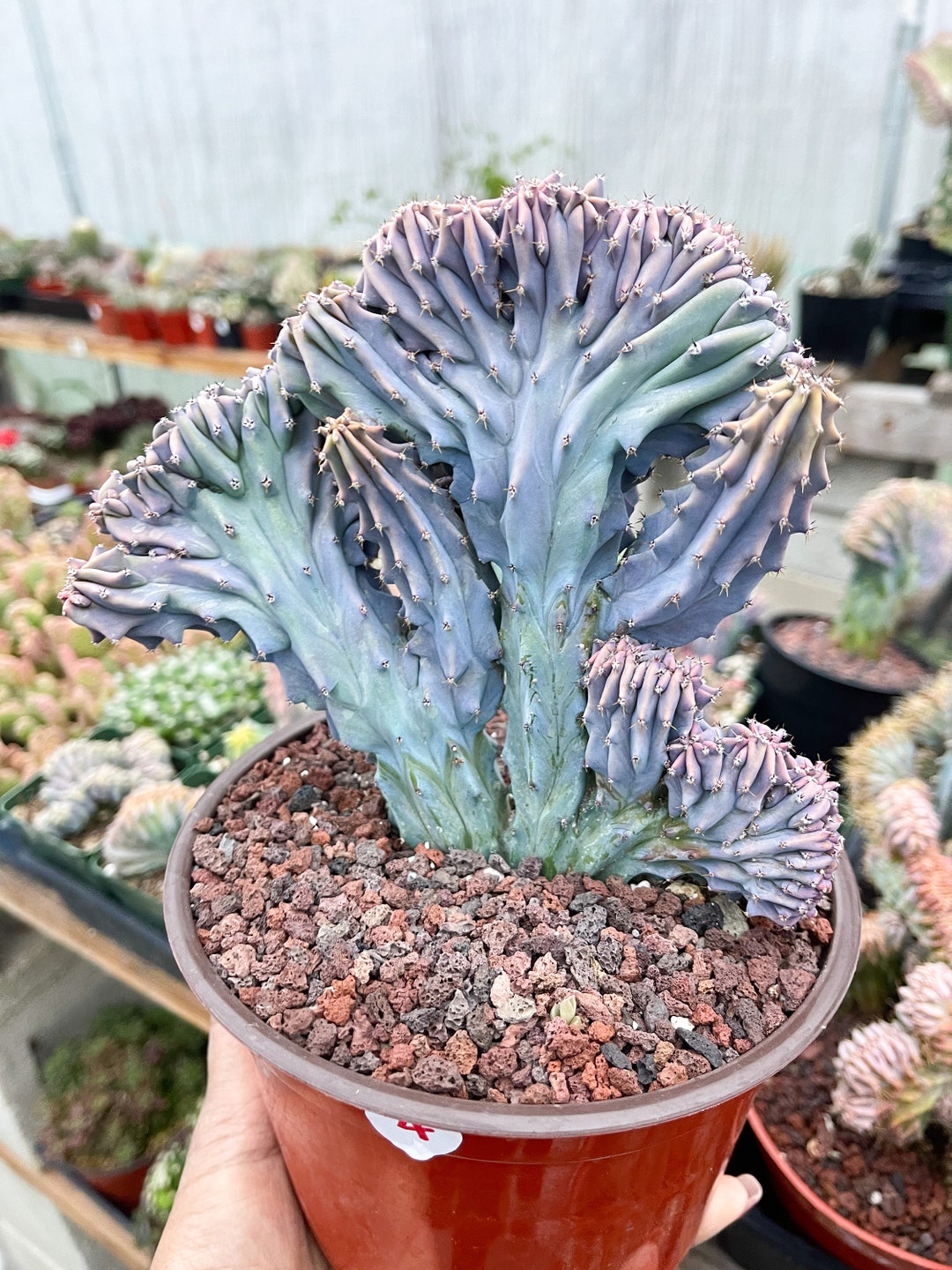 Crested Myrtillocactus Geometrizans Crested Blue Myrtle Cactus Blue ...