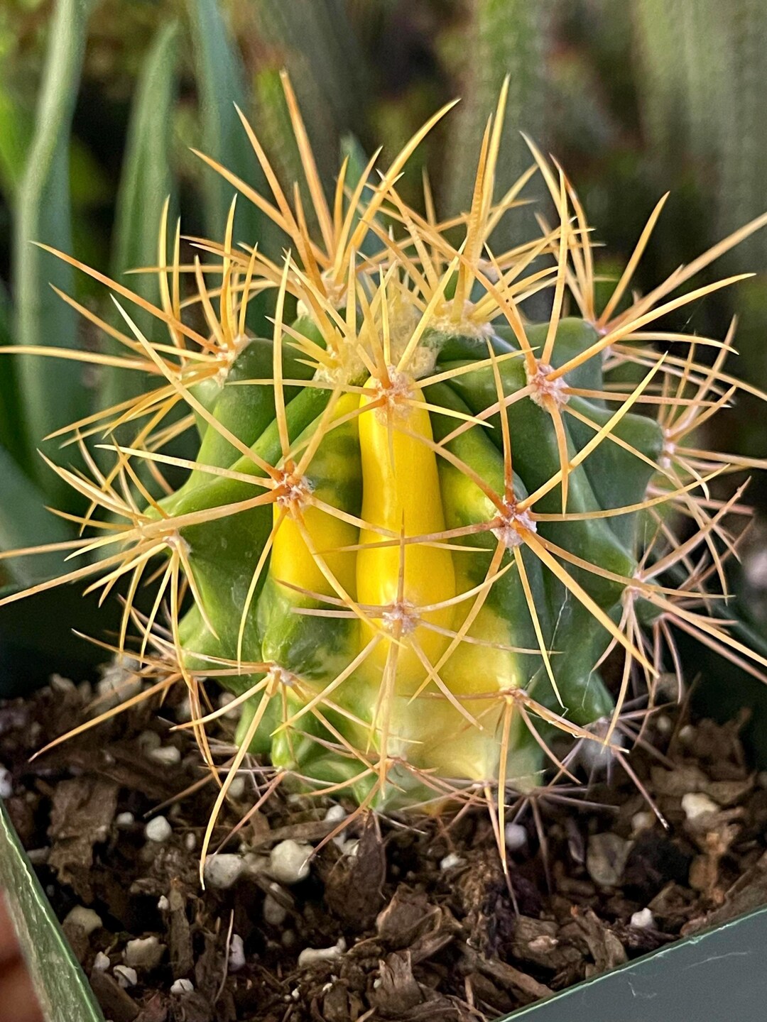 Variegated Ferocactus Cactus Yellow Spines Rare Cactus Live Plant - Etsy