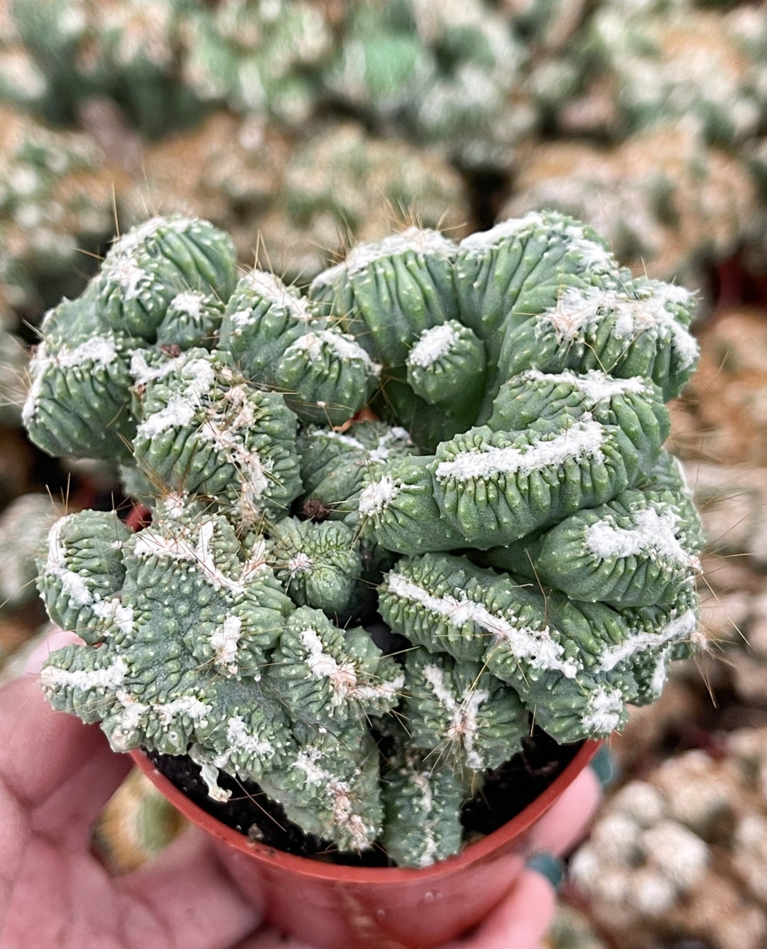 Cereus Peruvianus F. Mostruosa Crestata Crested Cactus Live Plant - Etsy