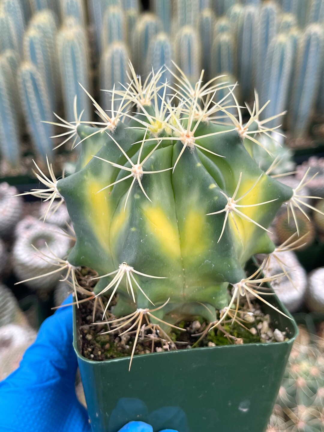 Variegated Ferocactus Cactus Rare Cactus Live Plant - Etsy