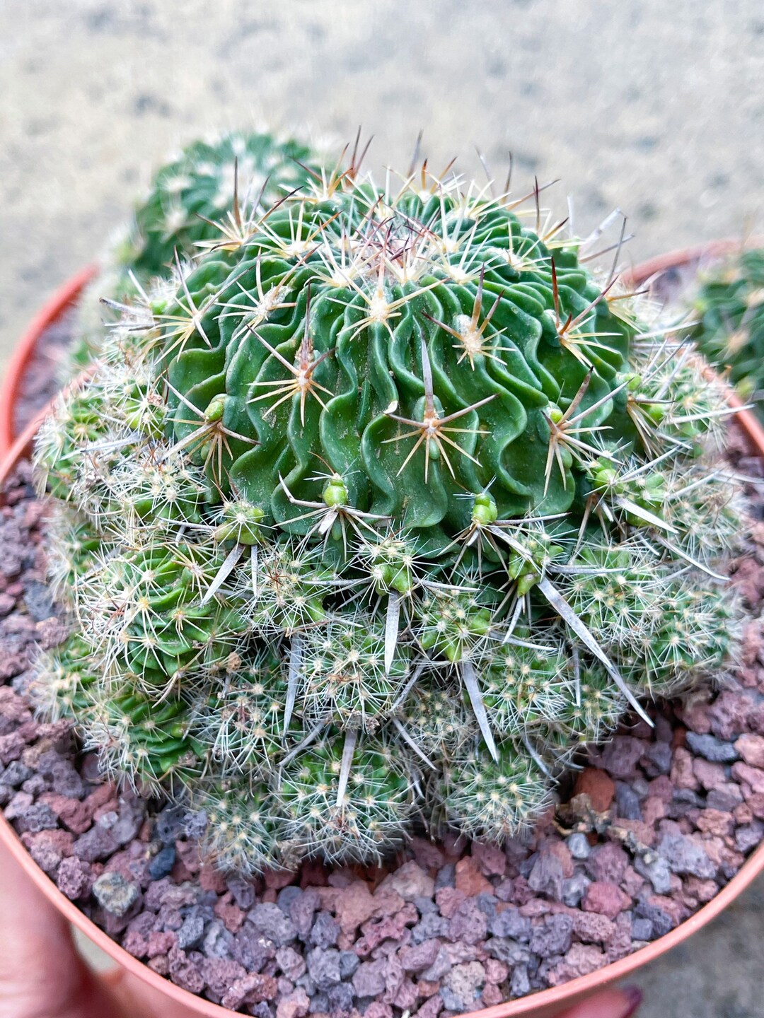 Stenocactus Multicostatus Cluster Brain Cactus Rare Cactus - Etsy