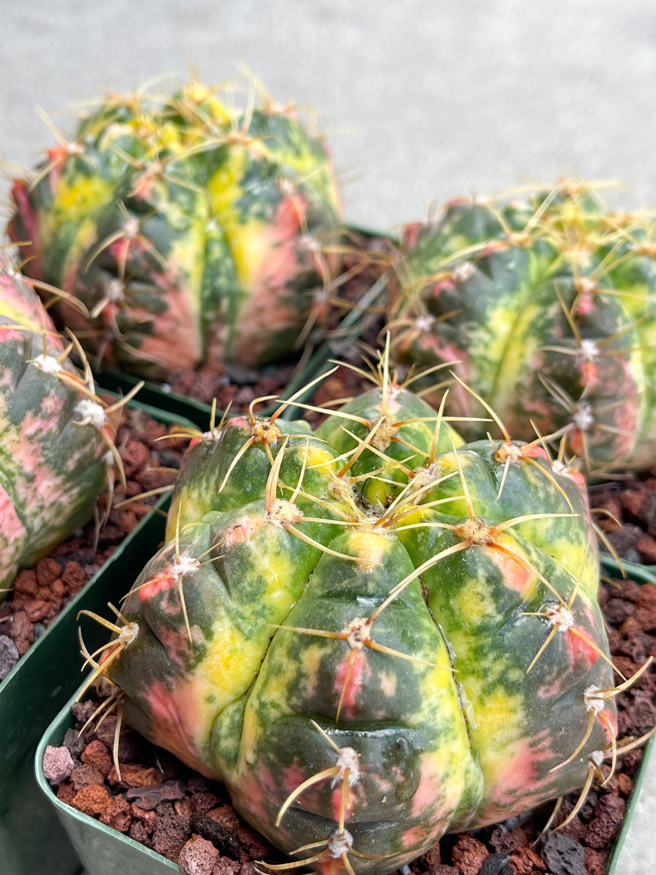 Gymnocalycium Denudatum Variegata Live Cactus - Etsy