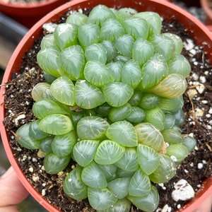 Haworthia Obtusa Rare Succulent Alien Eggs Clear Succulent - Etsy