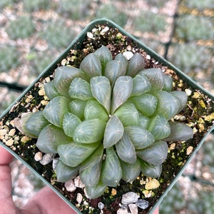 Haworthia Obtusa Rare Succulent Alien Eggs Clear - Etsy
