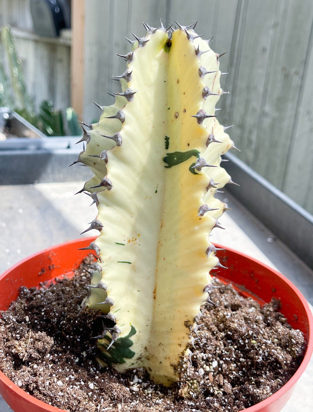 Variegated Euphobia Ammak African Candelabra Euphorbia Live Cactus 10R1 ...