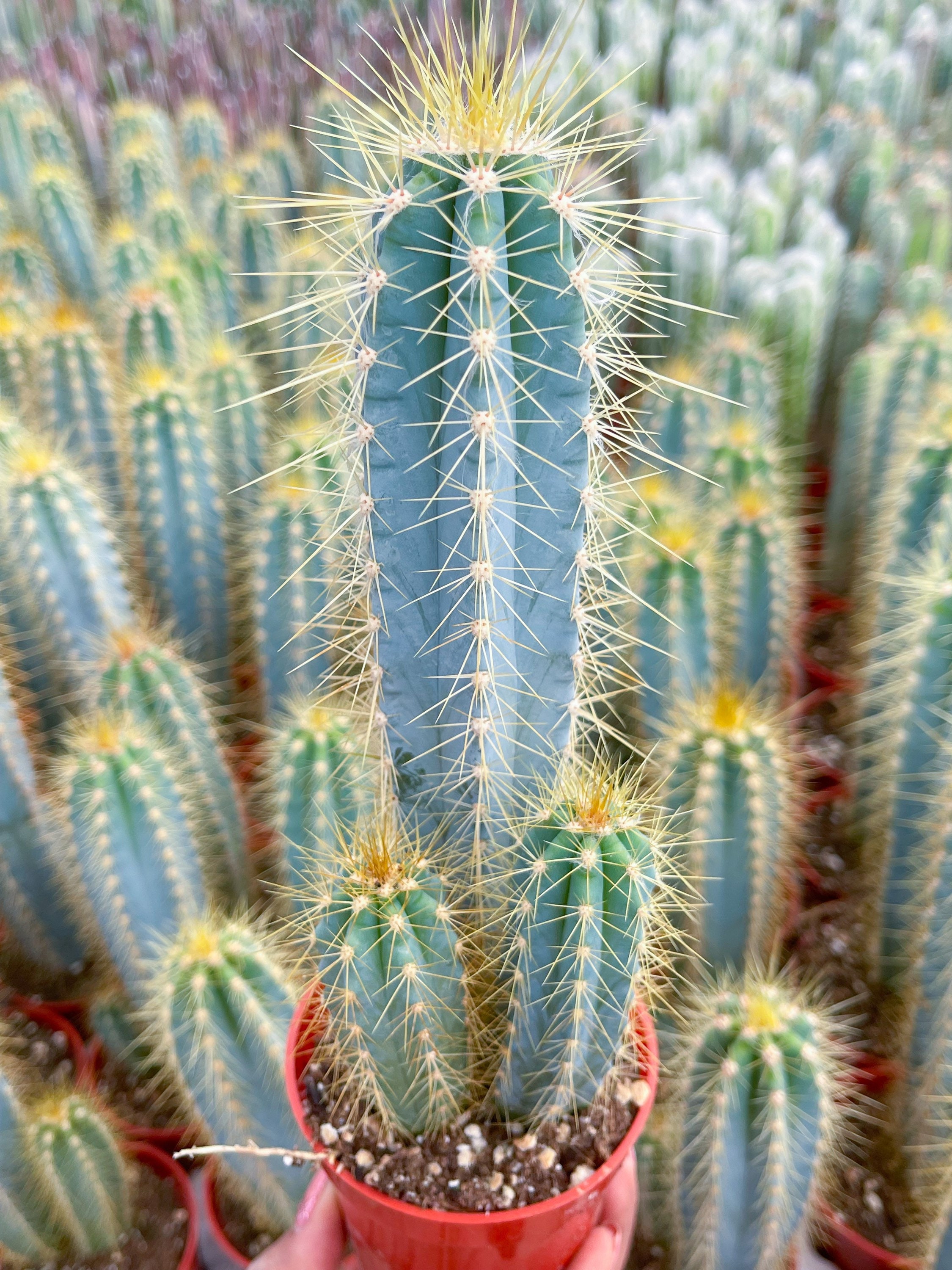 Pilosocereus Azureus