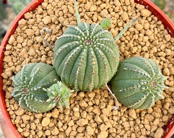Rare Euphorbia Obesa - Etsy