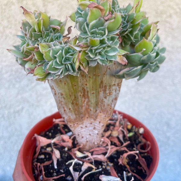 Crested Aeonium - Etsy