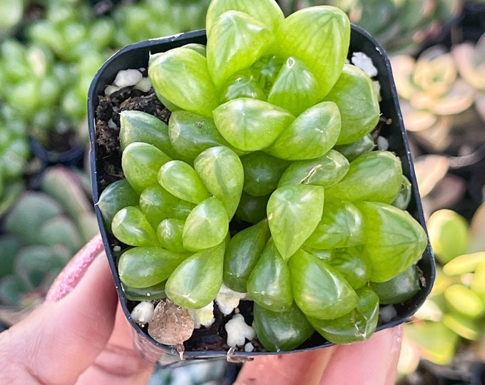 2 Haworthia Obtusa Rare Succulent Alien Eggs Clear Succulent - Etsy