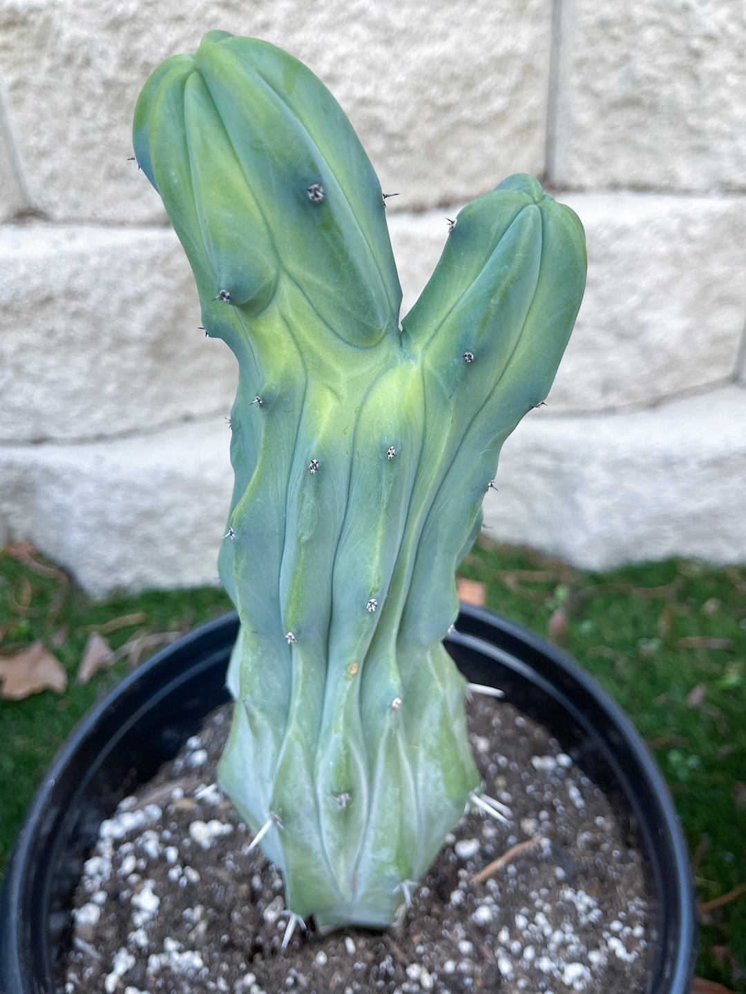 Crested Myrtle Blue Cactus Blue Candle Live Cactus - Etsy