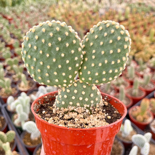Bunny Ear Cactus - Etsy
