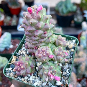 Monadenium Ritchei Rare Item Live Succulent - Etsy